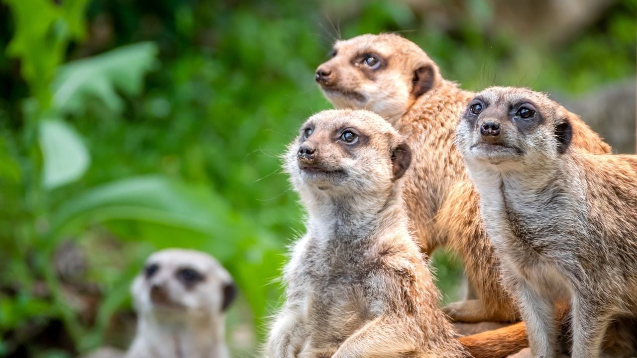 Qué podemos aprender de las suricatas